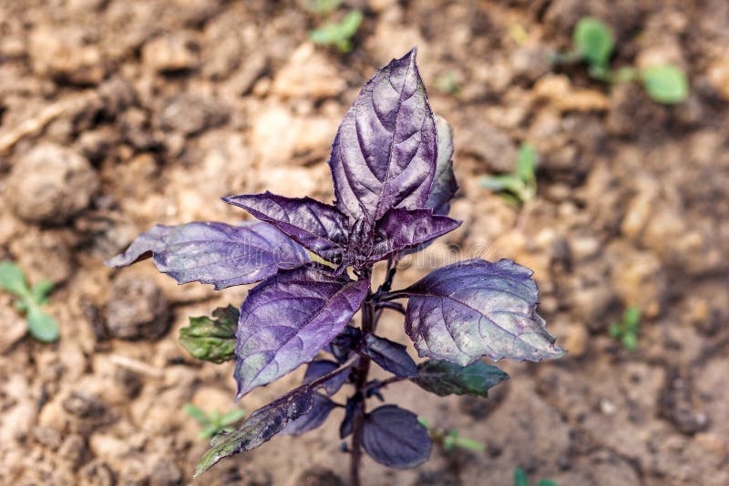 Purple basil on soil stock photo. Image of organic, ocimum - 250334234