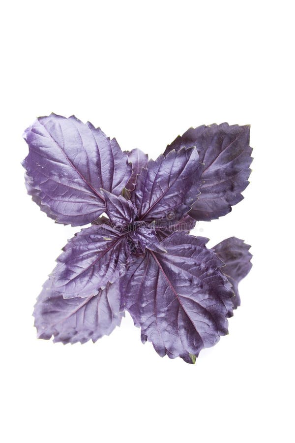 Purple basil stock image. Image of ingredient, basil - 33442635