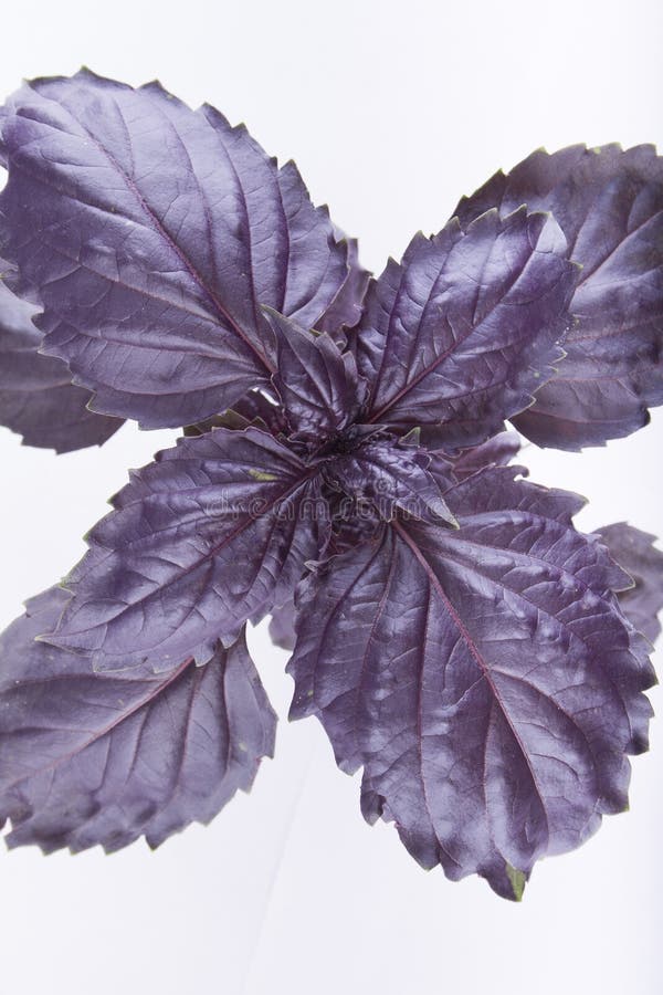 Purple basil stock photo. Image of drink, medicine, gardens - 33442656
