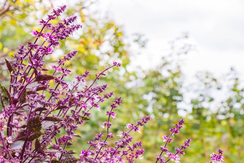 Purple Basilic in the Garden Stock Photo - Image of gourmet, farm ...