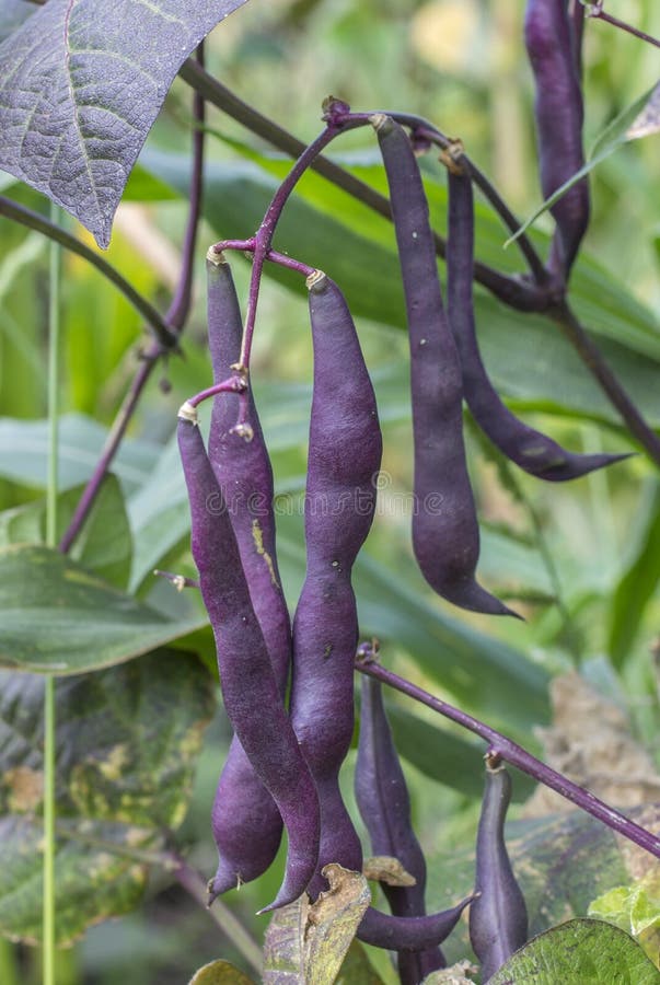 Purple beans stock photo. Image of grain, beans, beautiful - 44588058