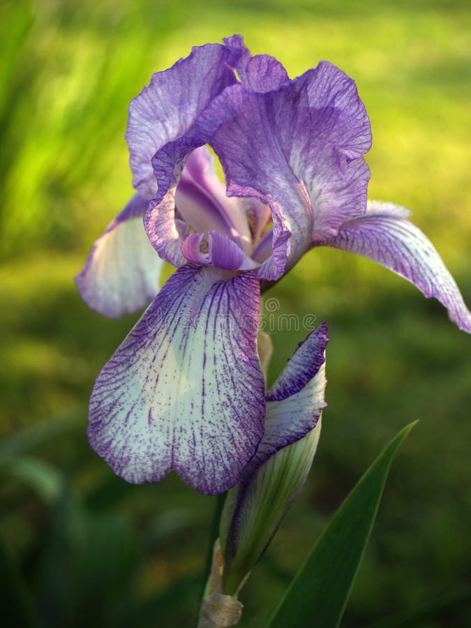 Purple Bearded Iris, Back-lit in Spring Stock Photo - Image of buds ...