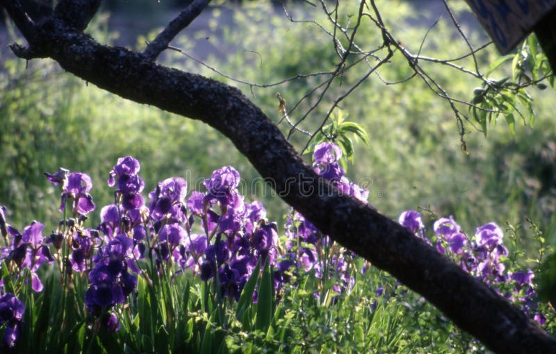 Purple Bearded Iris Flowers in Green Field Stock Image - Image of bloom ...