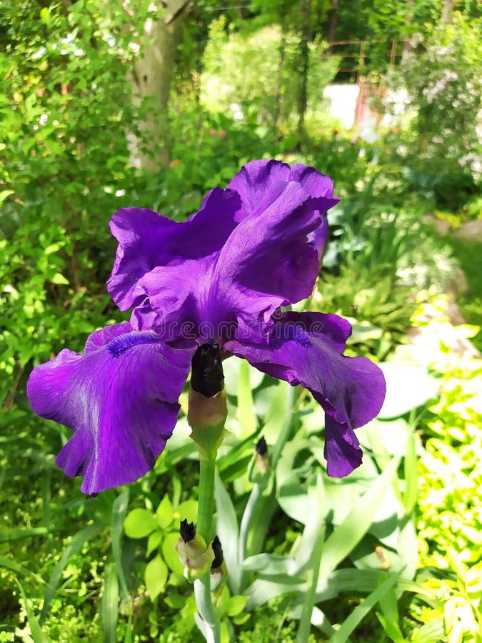 Purple Bearded Iris Growing in the Garden, Garden Decoration. Stock ...