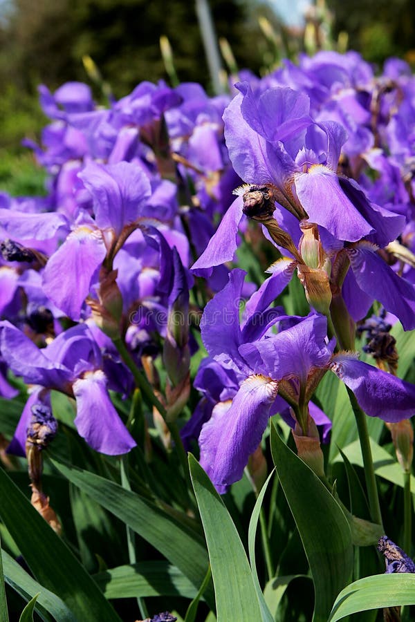 Purple bearded iris. stock image. Image of lavender - 221878943