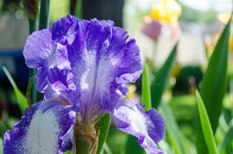 Purple Bearded Iris from the Side Stock Photo - Image of foliage ...