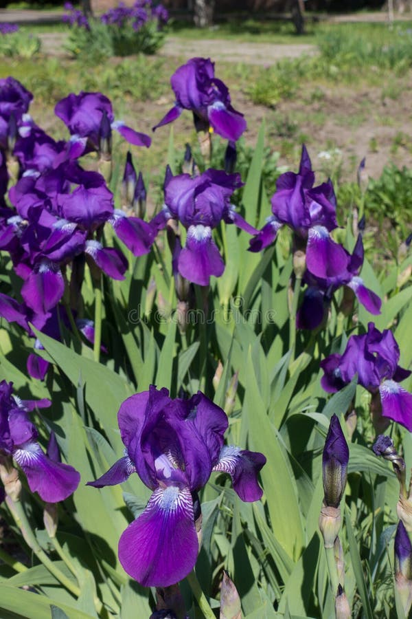 Purple Bearded Irises in the Flowerbed Stock Photo - Image of falls ...