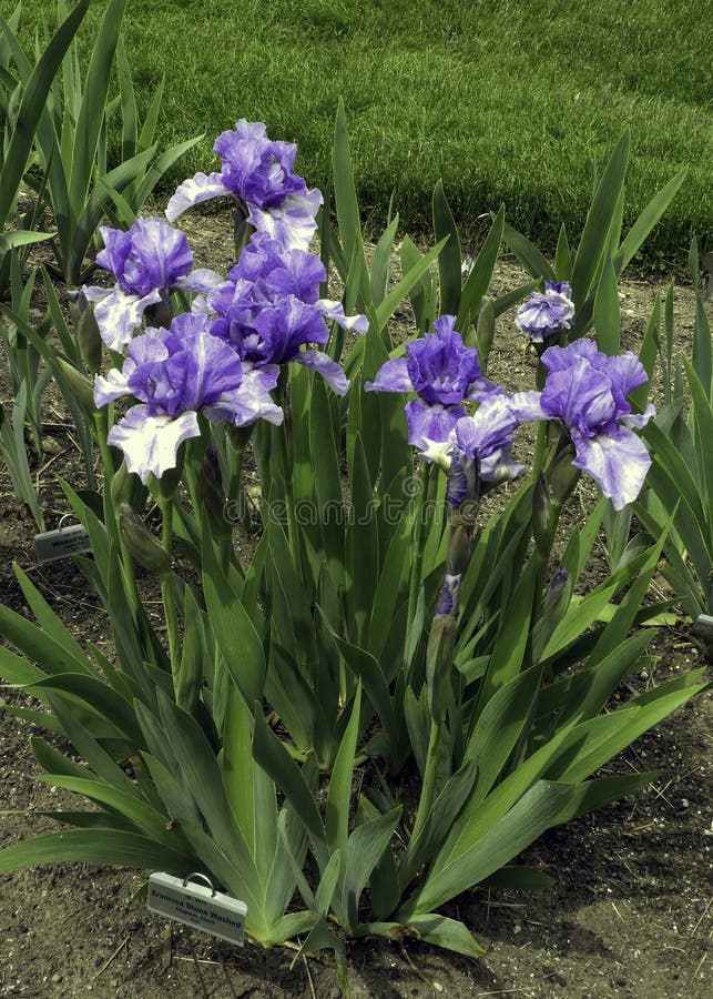 Purple Bearded Irises stock image. Image of springtime - 92495809