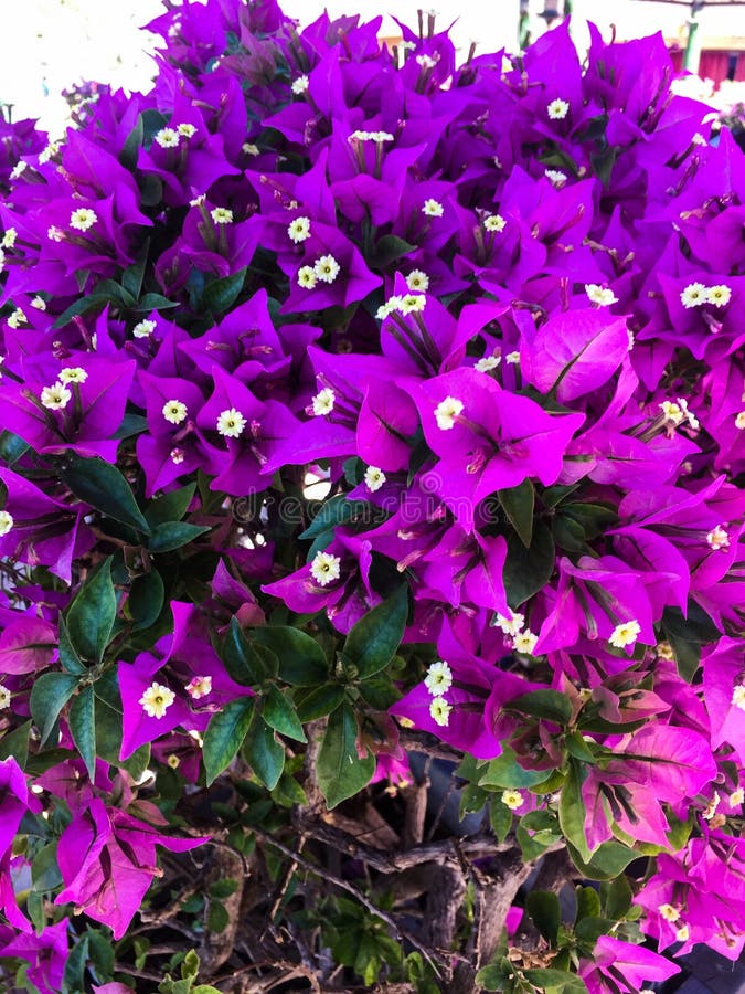 Purple beautiful flowers stock image. Image of tree - 128244865