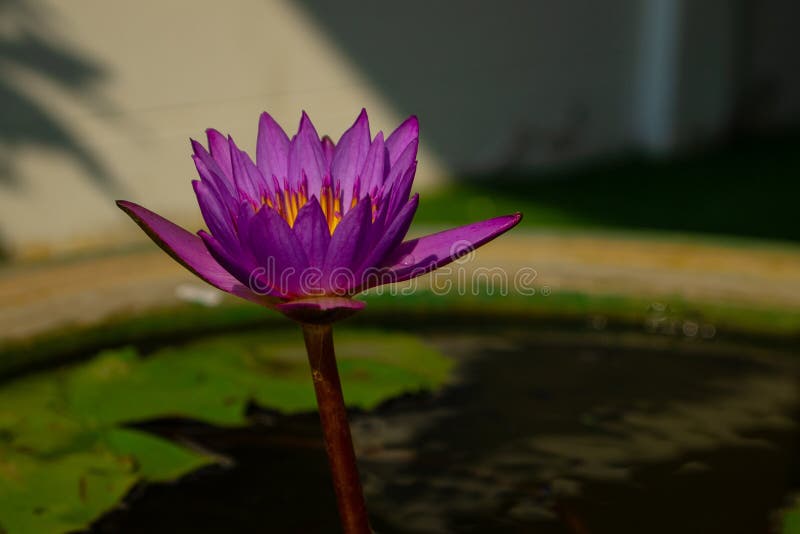 Purple Beautiful Lotus Flower Blooming Side View Stock Photo - Image of ...