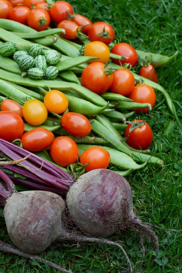 Purple Beetroot with Tomatoes, Runner Beans and Cucamelons Stock Image ...