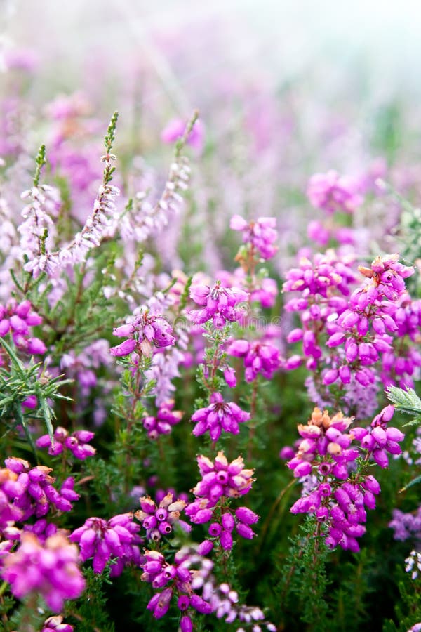 Purple Bell Erica Heather Plants Stock Image - Image of purple, heather ...