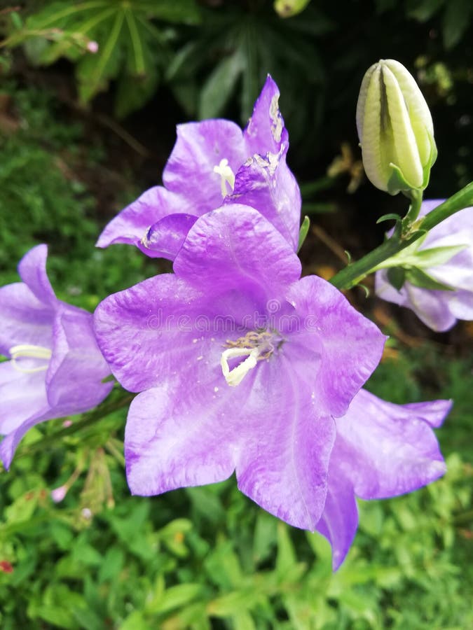 Purple bell flower stock photo. Image of flower, produce - 200012752