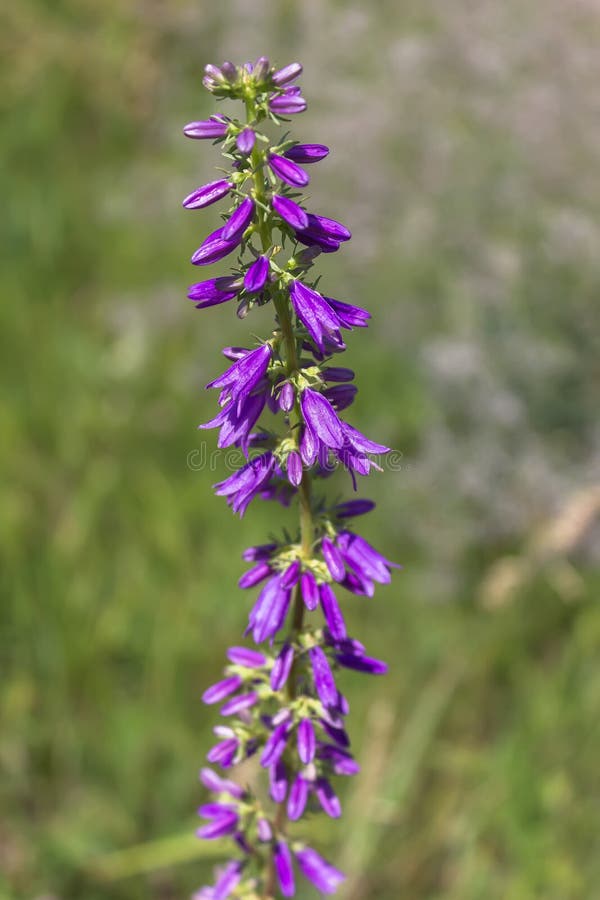 Purple Bell Flower, Bluebell, Harebell in Field Stock Photo - Image of ...