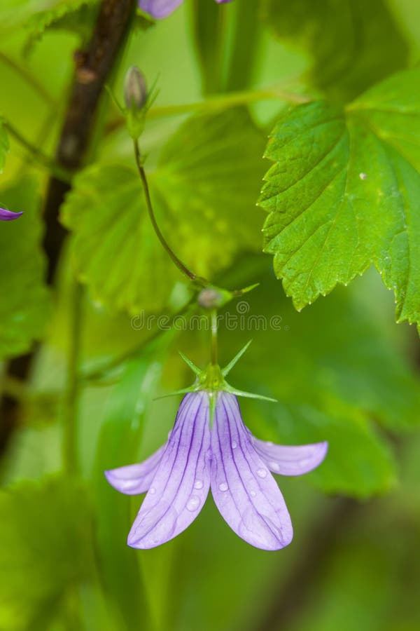 Purple Bell Flower Covered with Water Drops. Stock Photo - Image of ...