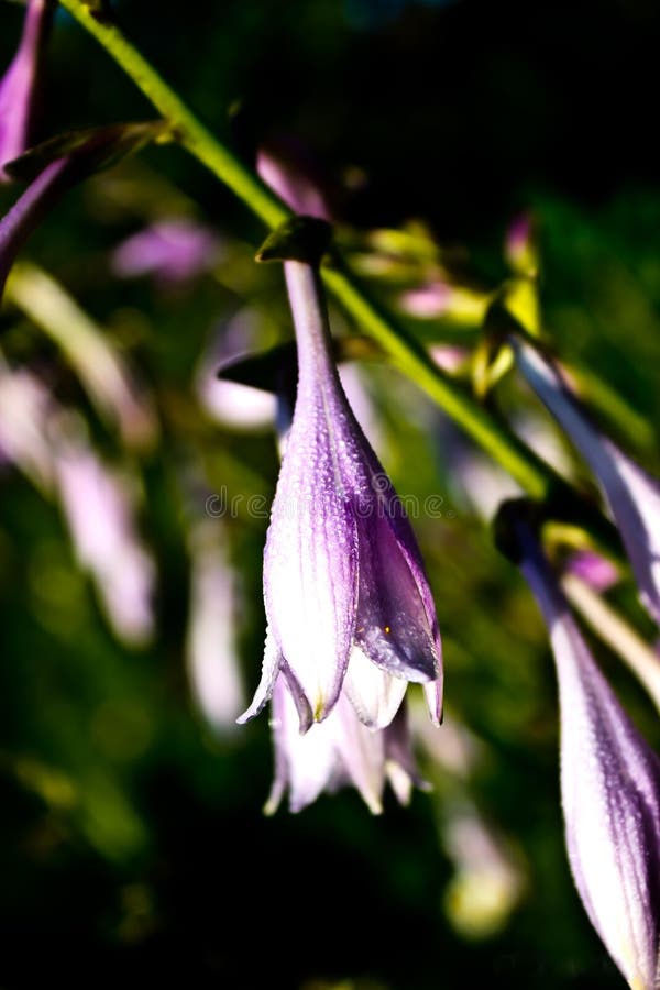 Purple Bell Flower in Garden Stock Photo - Image of lily, spring: 93038136