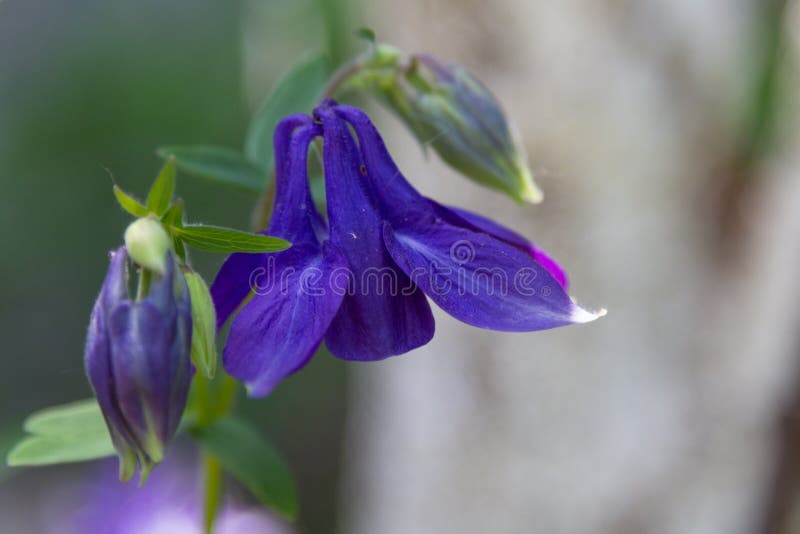 Purple bell flower stock photo. Image of color, fragility - 148199028
