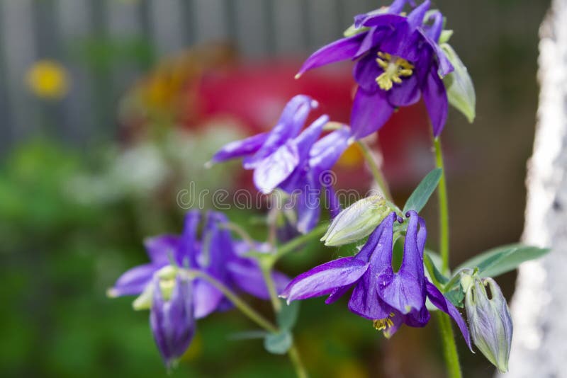 Purple bell flower stock photo. Image of color, fragrance - 148200380