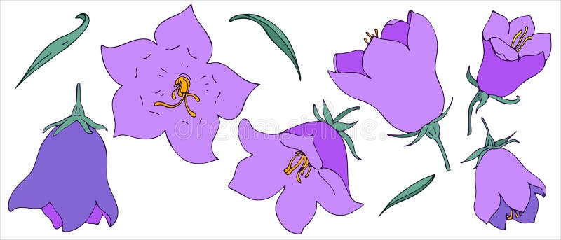 Purple Bell Flower, Vector Set of Doodle Elements Stock Vector ...