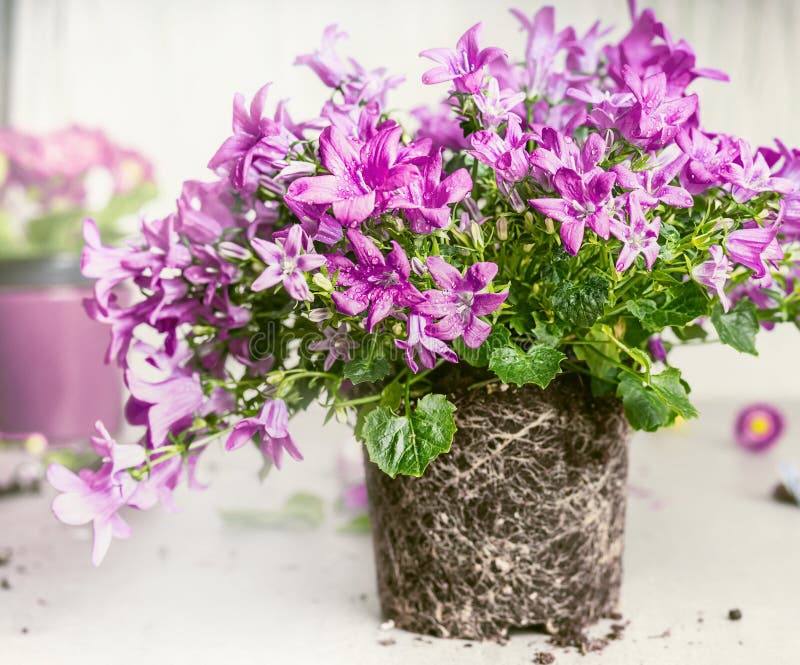 Purple Bell Flowers with Dirt and Roots for Planting Stock Photo ...