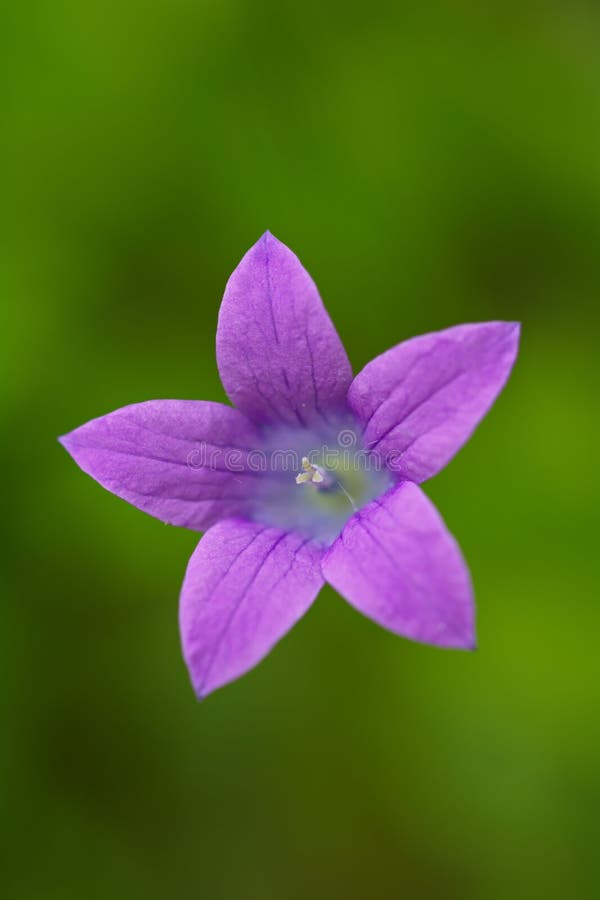 Purple bell stock image. Image of beauty, holidays, petal - 56943515