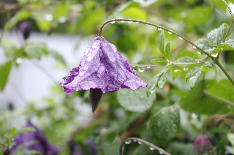 Purple bell stock photo. Image of blossom, bloom, flowers - 56907002