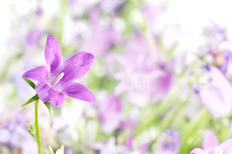 Purple Bellflower stock image. Image of fresh, purple - 21366273