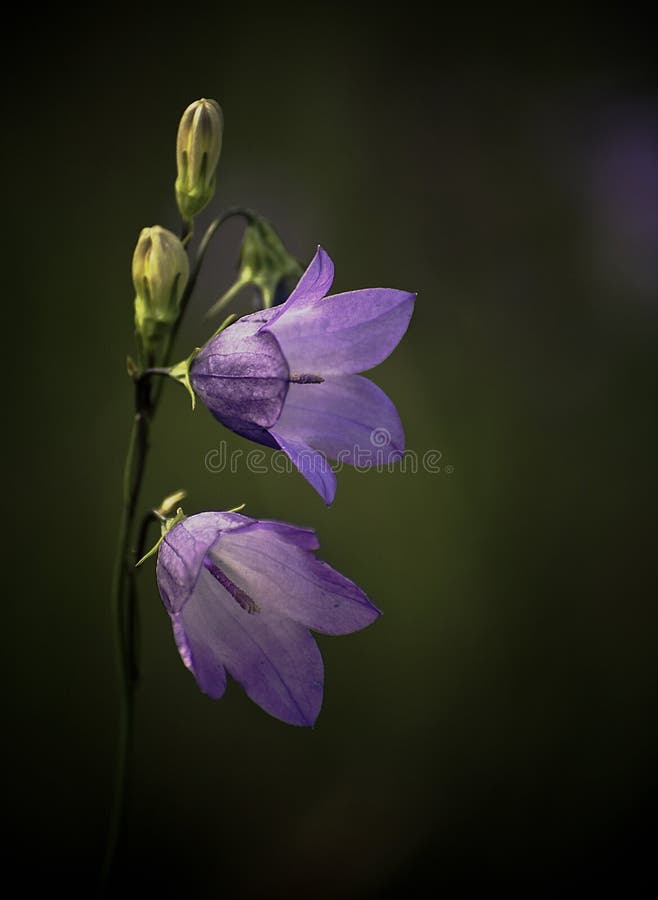 Purple Bells stock image. Image of green, flower, elegant - 22480743