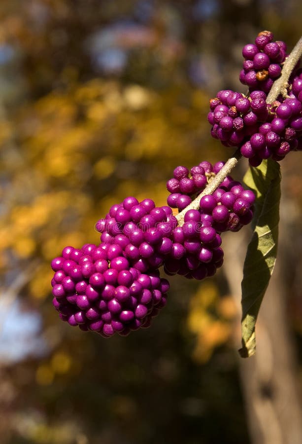 Purple berries stock photo. Image of ripe, fall, round - 18183848
