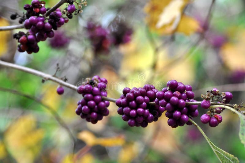 Purple Berries stock image. Image of background, blurry - 40618259