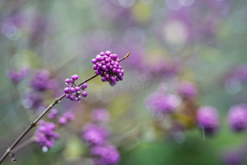 Purple Berry of Callicarpa in the Rain Stock Image - Image of shiny ...