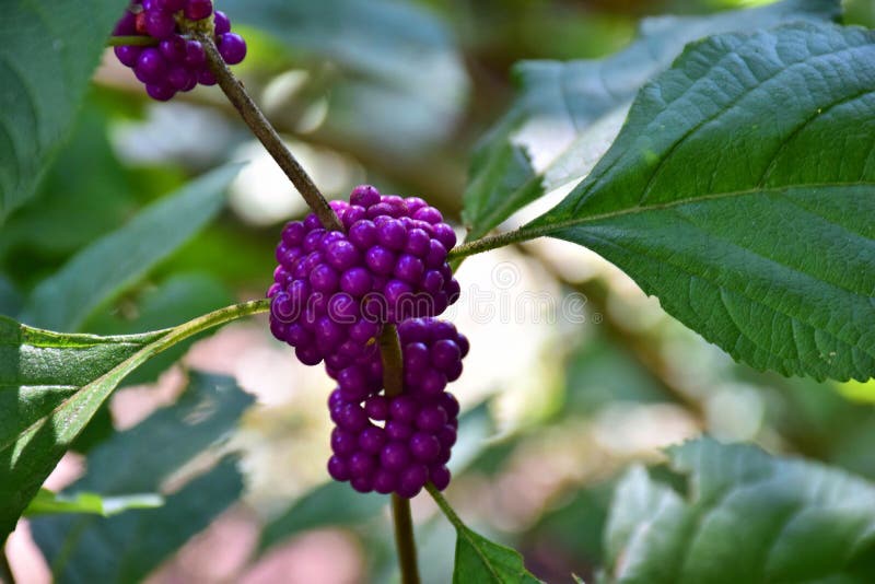 Purple Berry Clusters stock image. Image of cheerful - 47711069
