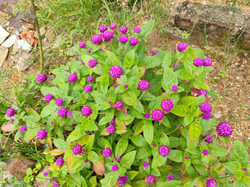 Purple Bishop Button Flowers on the Plant Stock Photo - Image of herb ...