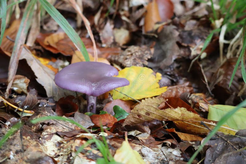 Purple Blewit mushroom stock photo. Image of lepista - 340244064