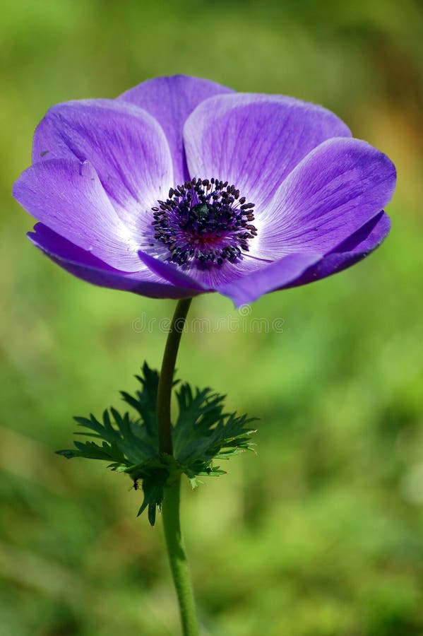 The Purple Bloom. stock photo. Image of green, botanics - 2253274