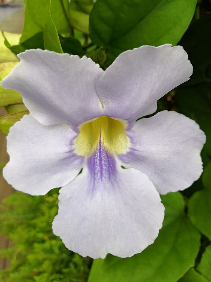 Butterfly bloom stock image. Image of creeper, plant - 139138853