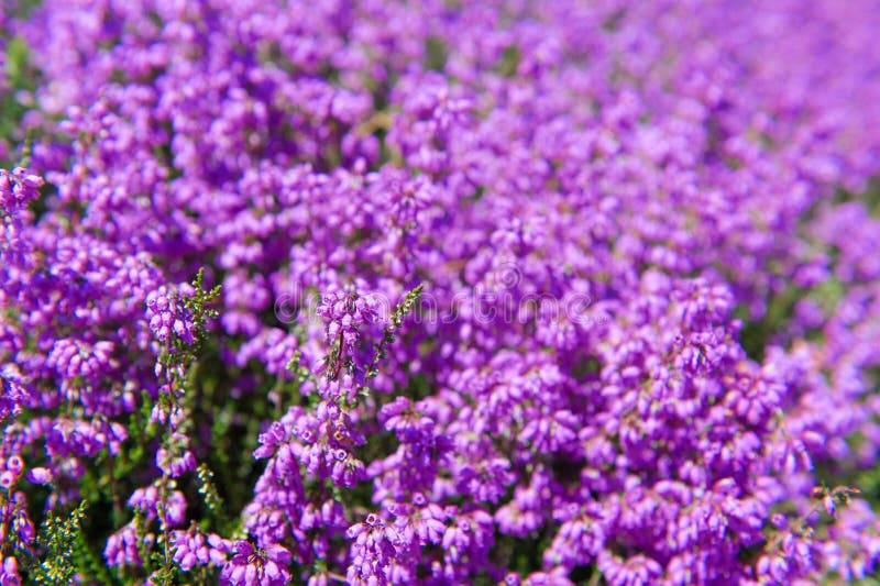 Purple Blooming Heath Field Stock Image - Image of full, erica: 75167065