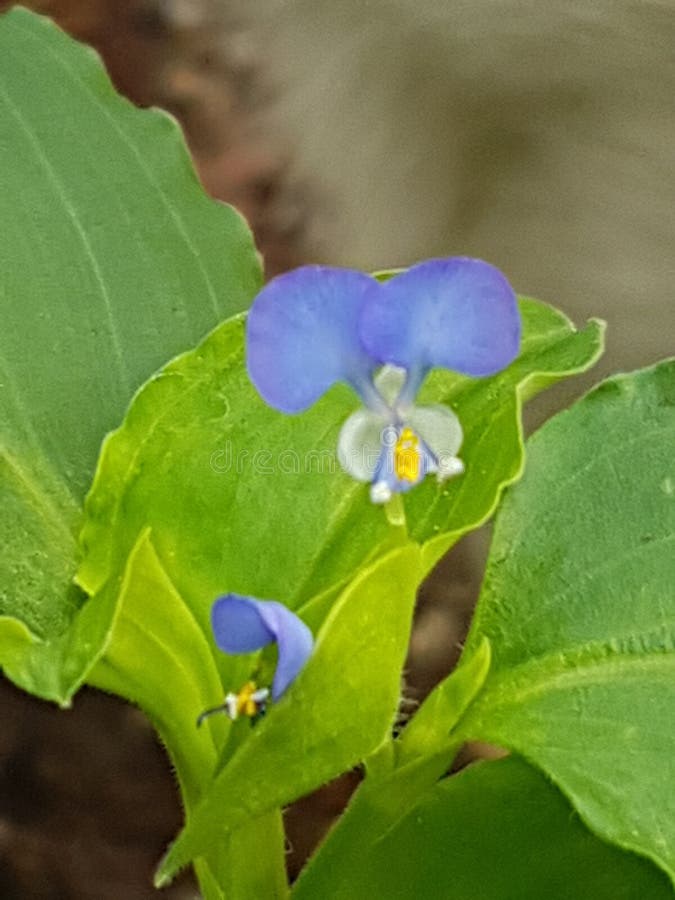 Purple Blooms of a Dayflower Plant Stock Image - Image of wild, purple ...