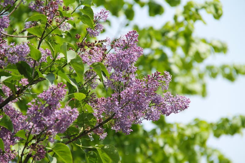 Purple blooms of lilac stock image. Image of growing - 93175075