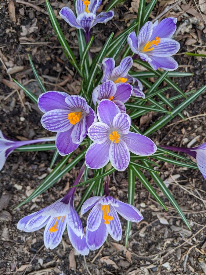 Purple Blooms after the Rain Stock Image - Image of blooms, gardening ...