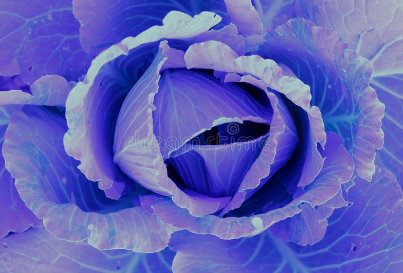 Purple Blue Cabbage Growing in Organic Farm Close Up - Stock Photo ...
