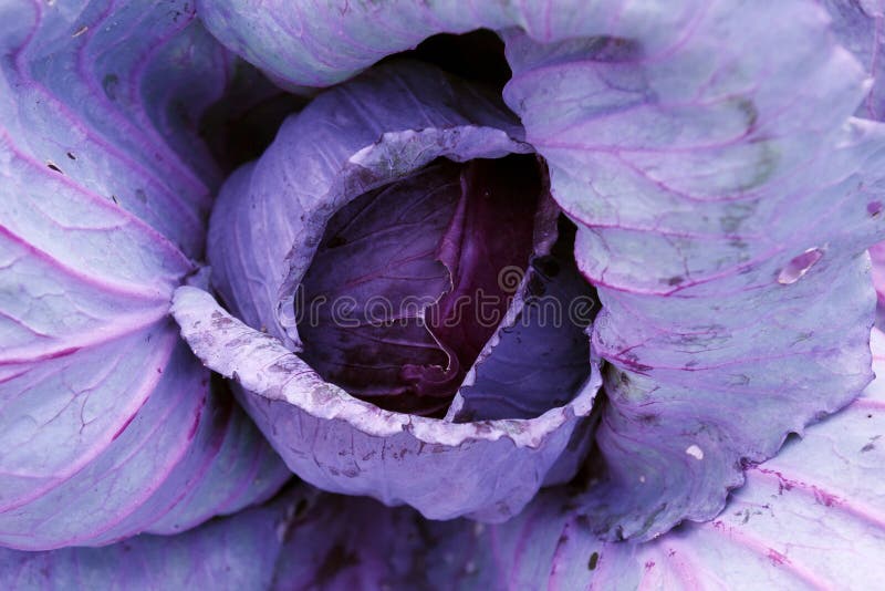 Purple Blue Cabbage Growing in Organic Farm Close Up - Stock Image ...