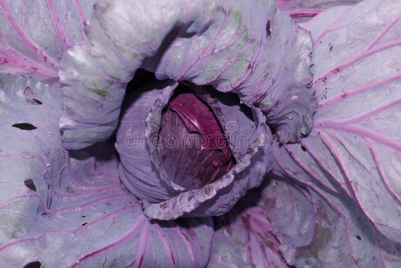 Purple Blue Cabbage Growing in Organic Farm Close Up - Stock Image ...