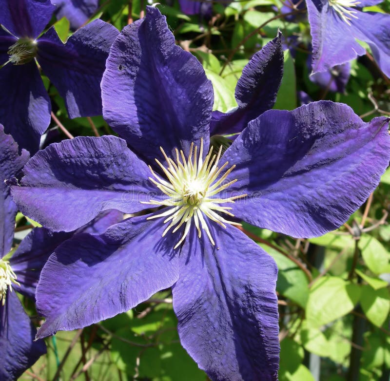 34+ Clematis blue flower Free Stock Photos - StockFreeImages