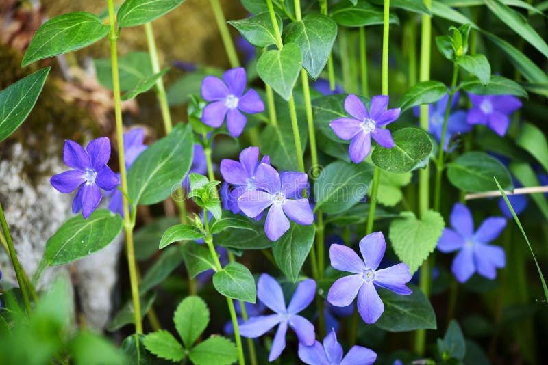 Purple Blue Flowers of Periwinkle (Vinca) Stock Image - Image of bright ...