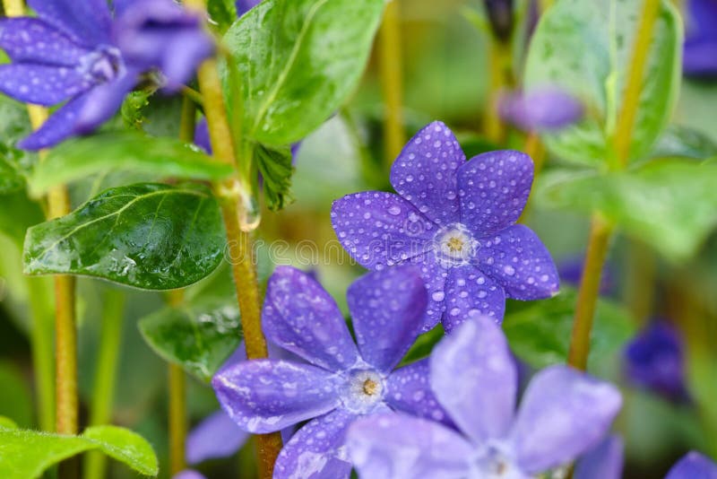 Purple Blue Flowers of Periwinkle Vinca with Drops after Rain Stock ...