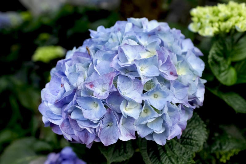 Purple and blue Hydrangea stock image. Image of summer - 51143767