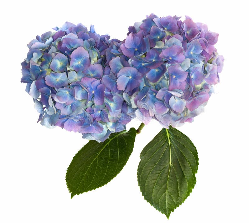 Purple and Blue Hydrangea Flower Heads on White Stock Image - Image of ...