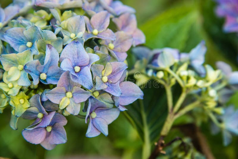 Purple and blue hydrangeas stock photo. Image of bush - 66342962