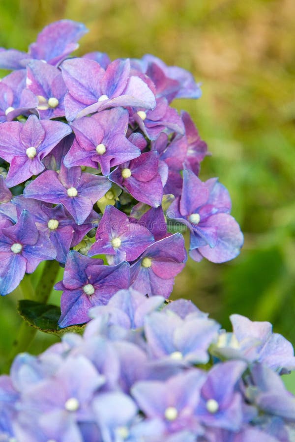 Purple and Blue Hydrangeas in Garden Stock Photo - Image of park, petal ...